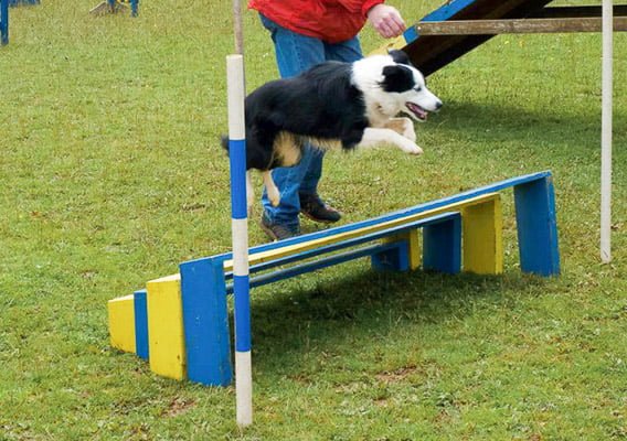 Dog Agility Training | Quintor Agility