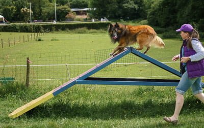 Dog Agility Training | Quintor Agility