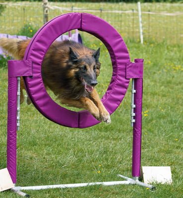Dog Agility Training | Quintor Agility