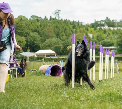 Dog Agility Training | Quintor Agility