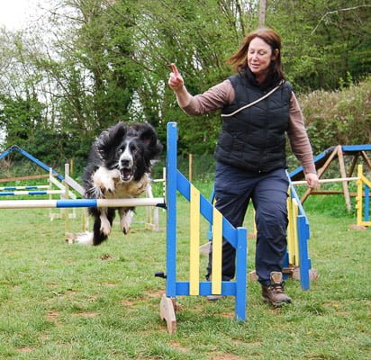 Dog Agility Training | Quintor Agility