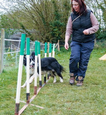 Dog Agility Training | Quintor Agility